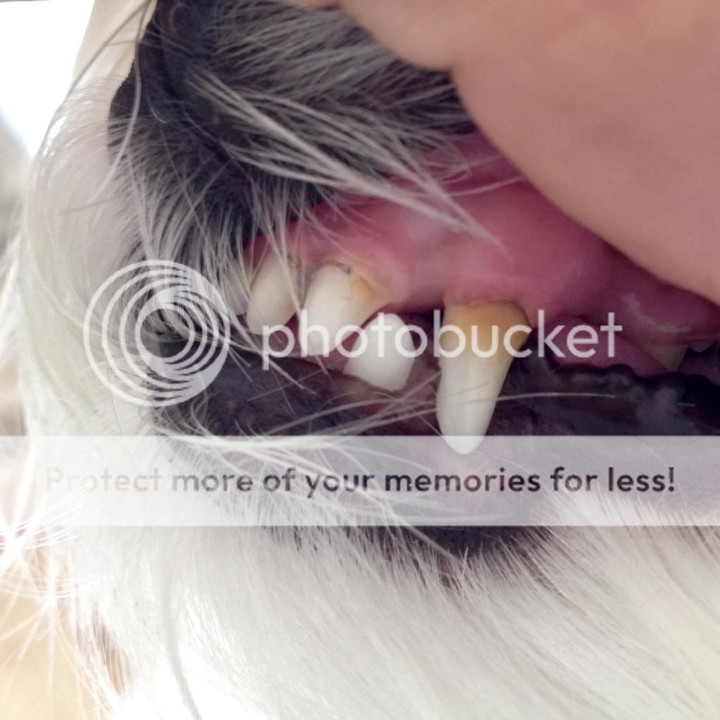 How To Clean My Maltese Teeth at Clinton Spears blog