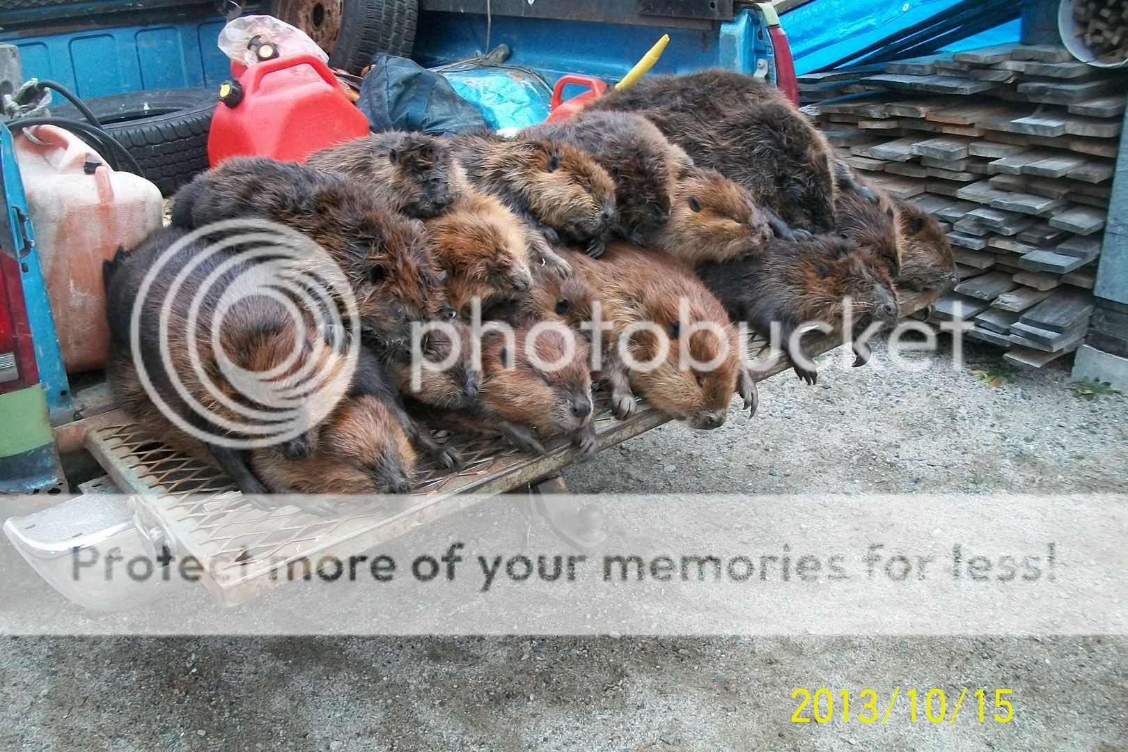 Canadian Trappers Talk Forum • View topic - trapper joe 2013-14